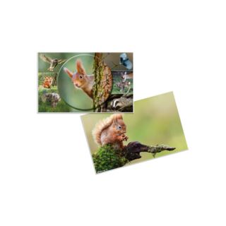HERMA 3 Schreibtischunterlagen Karton Waldtiere - Schreibunterlagen ...